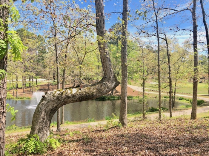 A Quest for Native American Marker Trees – Sheboygan County Historical ...
